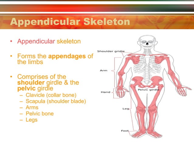 Principles of a+p 1112 session 1 - skeletal system | PPT