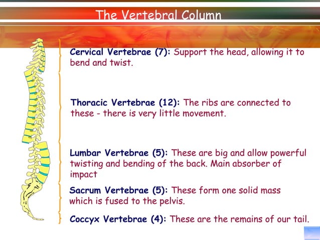 Principles of a+p 1112 session 1 - skeletal system | PPT