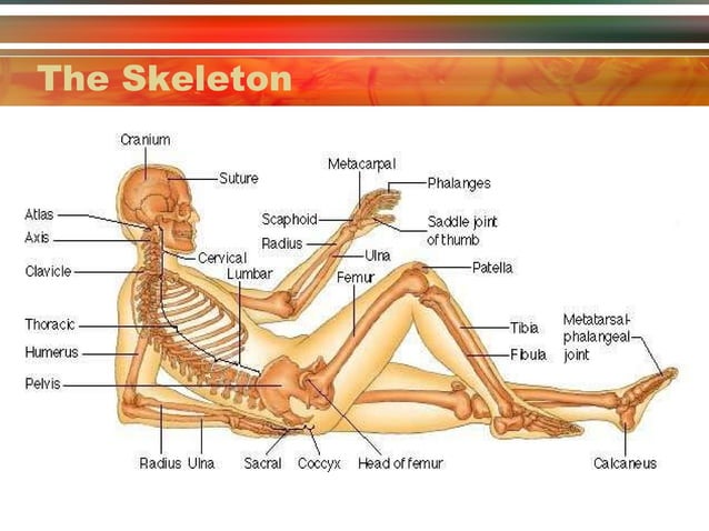 Principles of a+p 1112 session 1 - skeletal system | PPT