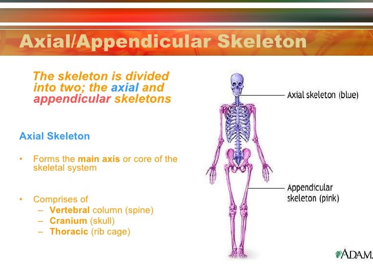 🎉 Skeletal system axial and appendicular. The MusculoSkeletal System ...