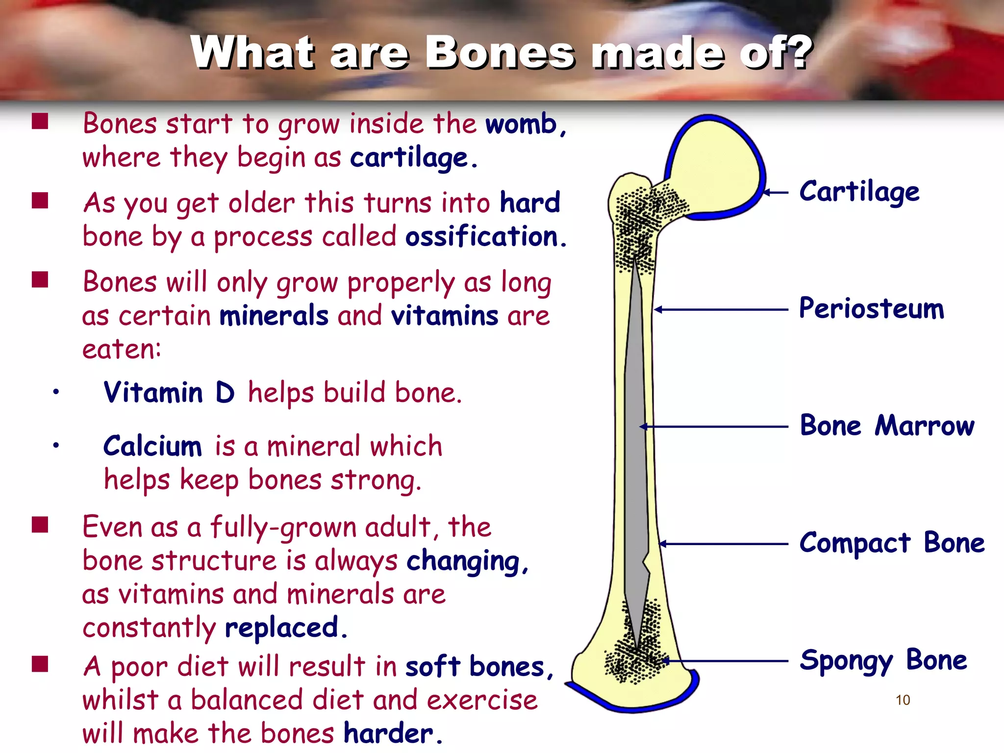 Principles of a+p 1112 session 2 - skeletal system (functions of skeletal system and bone ...