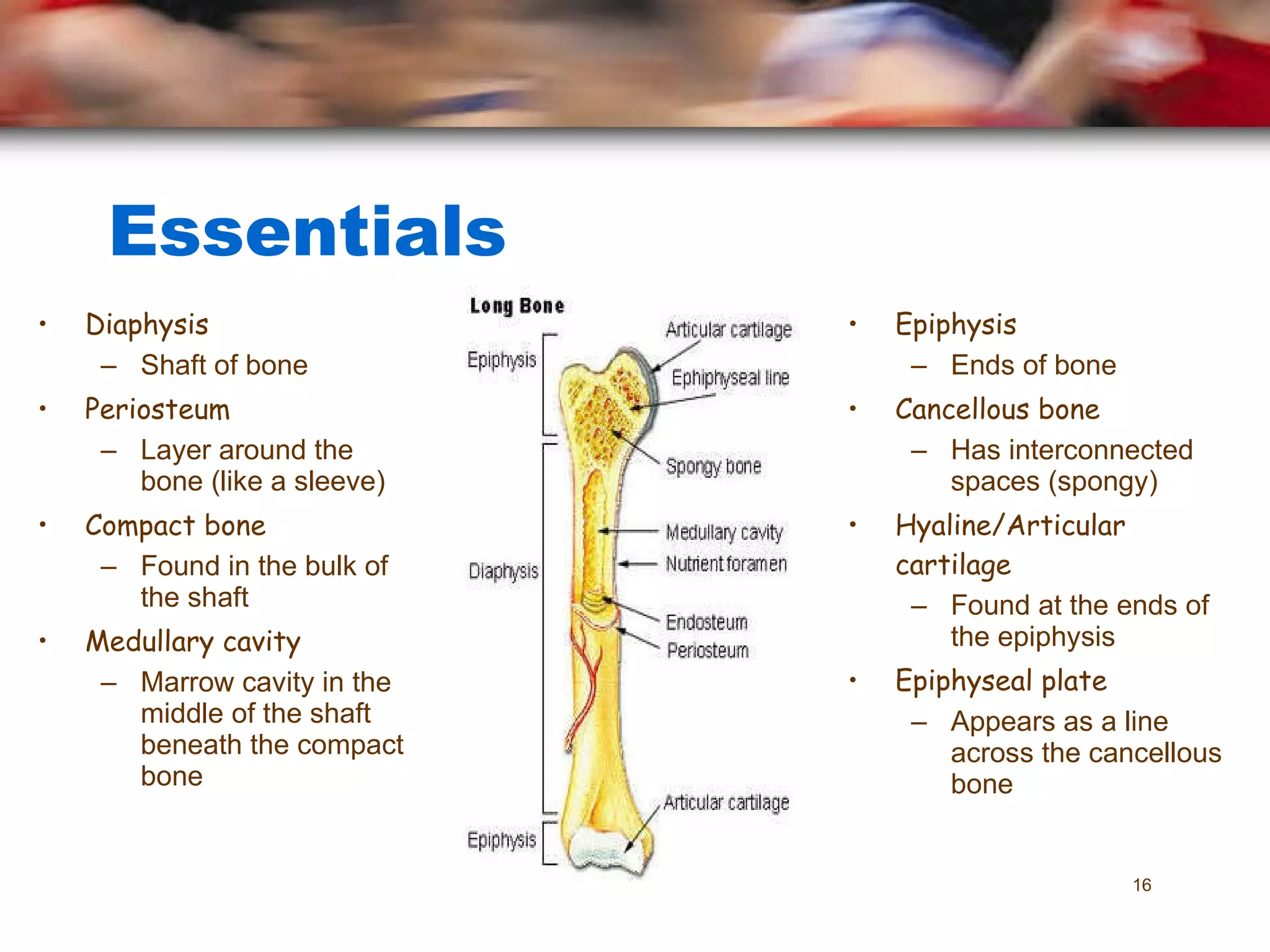 Principles of a+p 1112 session 2 - skeletal system (functions of skeletal system and bone ...