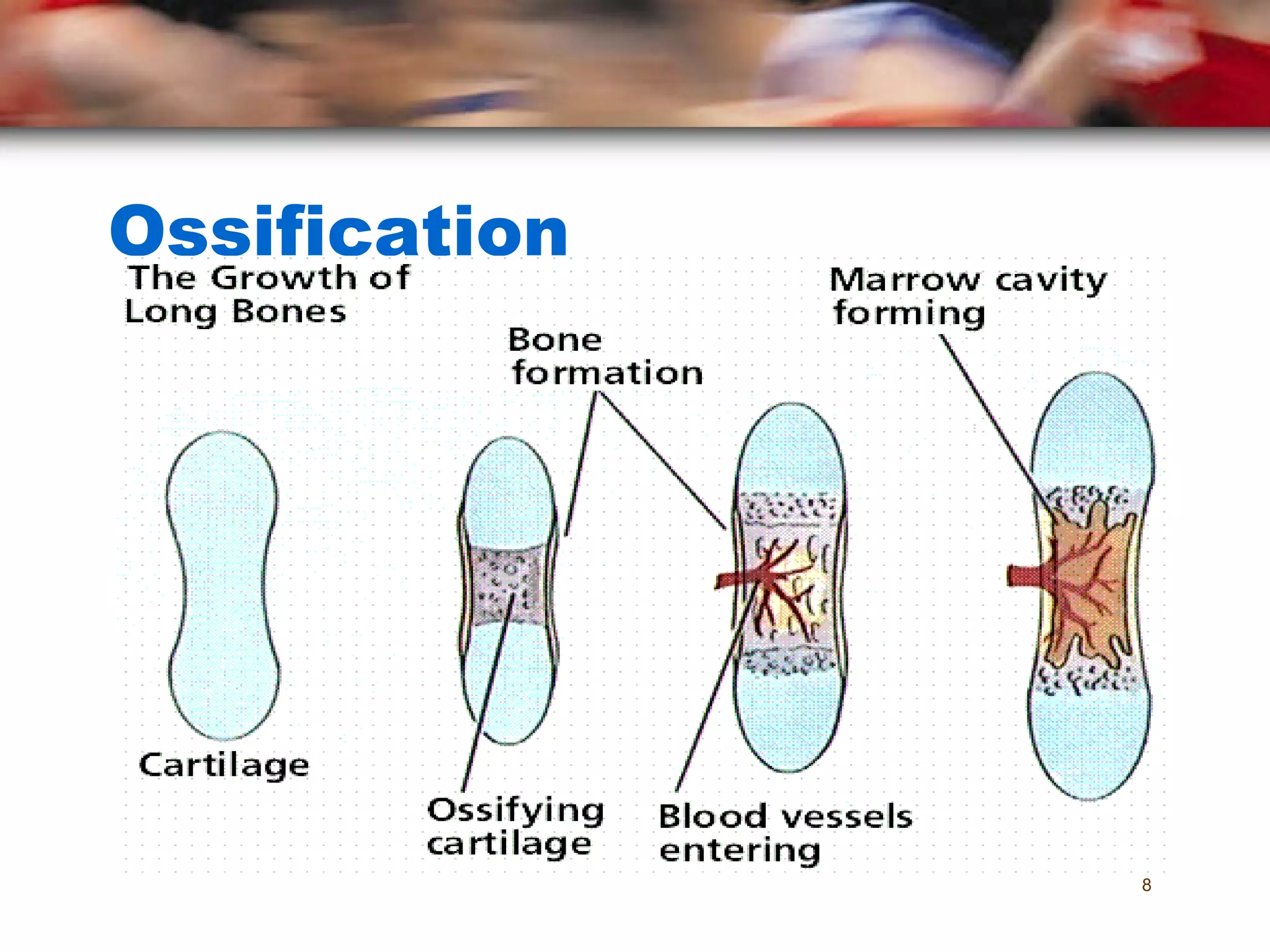 Principles of a+p 1112 session 2 - skeletal system (functions of skeletal system and bone ...