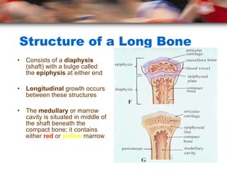 Principles of a+p 1112 session 2 - skeletal system (functions of skeletal system and bone ...