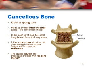 Principles of a+p 1112 session 2 - skeletal system (functions of skeletal system and bone ...