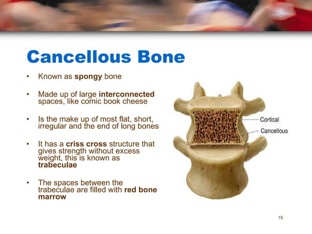 Principles of a+p 1112 session 2 - skeletal system (functions of skeletal system and bone ...