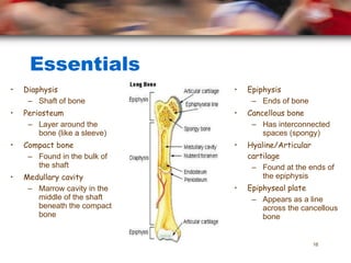 Principles of a+p 1112 session 2 - skeletal system (functions of ...