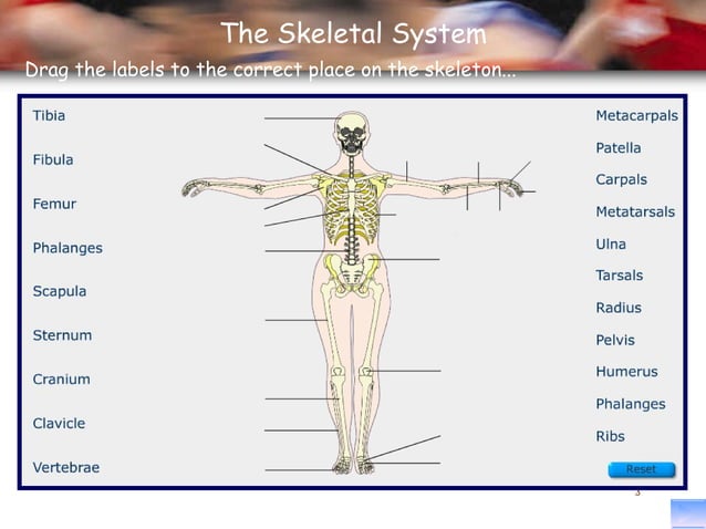 Principles of a+p 1112 session 2 - skeletal system (functions of skeletal system and bone ...