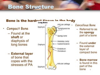 Principles of a+p 1112 session 2 - skeletal system (functions of skeletal system and bone ...