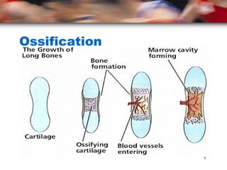 Principles of a+p 1112 session 2 - skeletal system (functions of ...