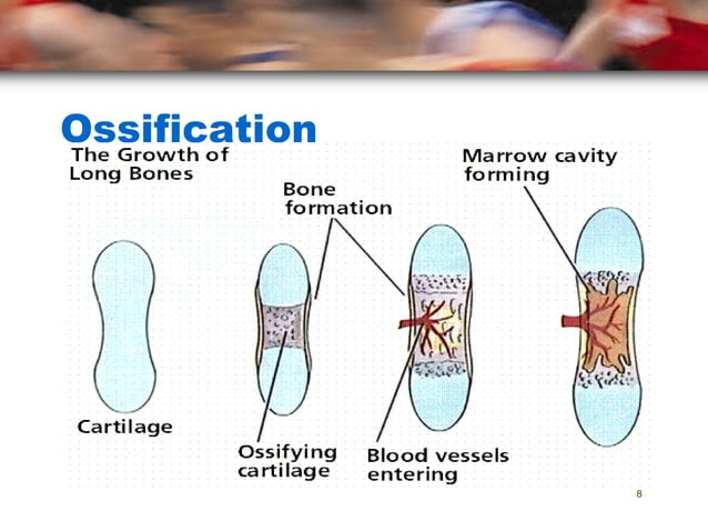 Principles of a+p 1112 session 2 - skeletal system (functions of ...
