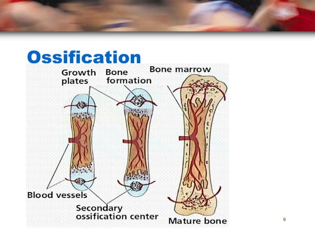 Principles of a+p 1112 session 2 - skeletal system (functions of skeletal system and bone ...