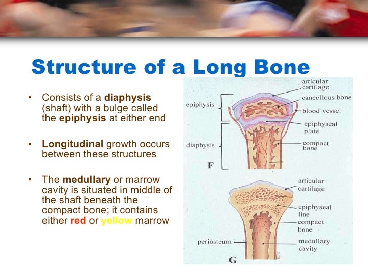 Principles of a+p 1112 session 2 - skeletal system (functions of
