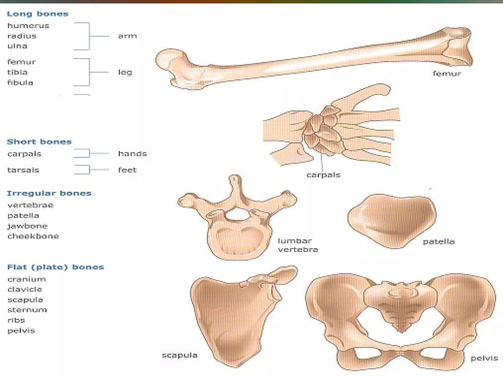 Principles of a+p 1112 session 3 function and classification of bones | PPT