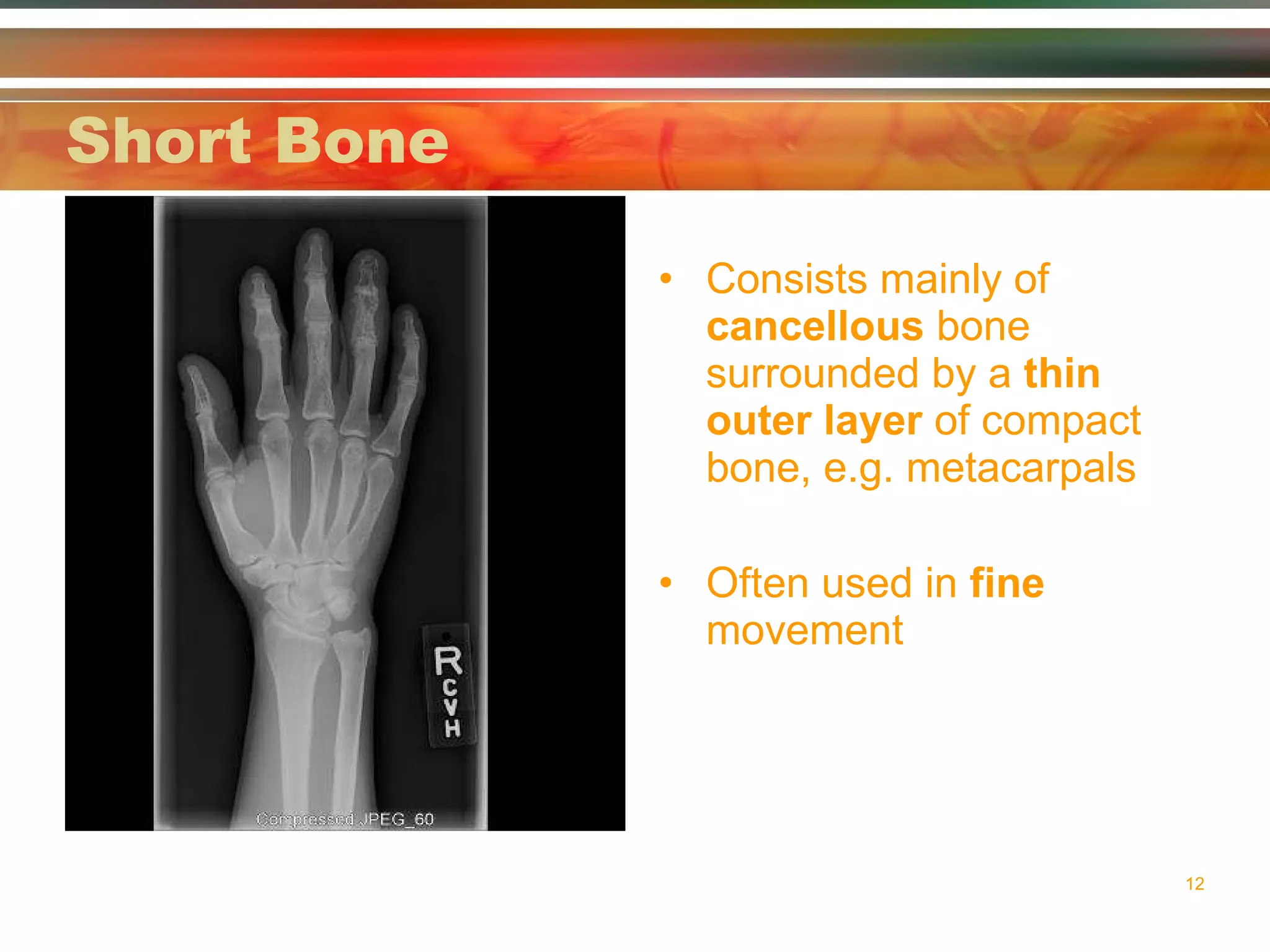 Principles of a+p 1112 session 3 function and classification of bones | PPT