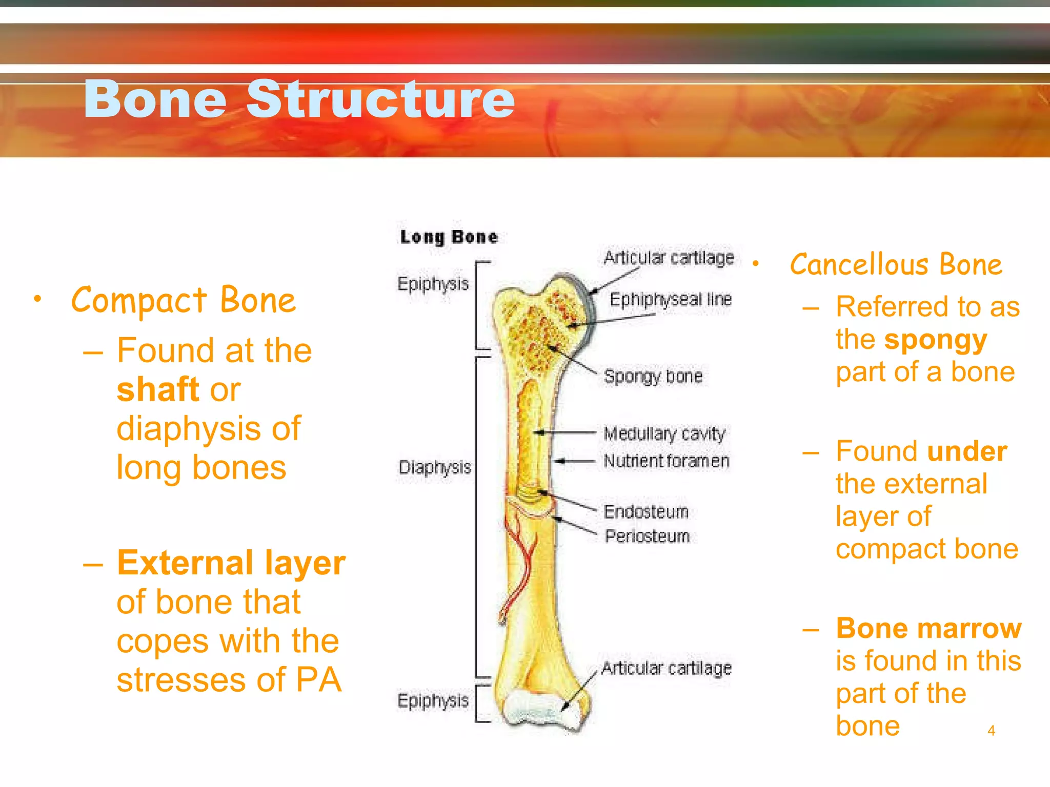 Principles of a+p 1112 session 3 function and classification of bones | PPT