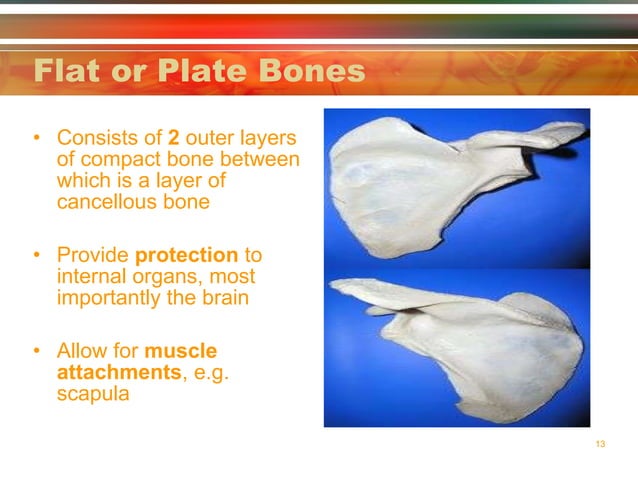 Principles of a+p 1112 session 3 function and classification of bones | PPT
