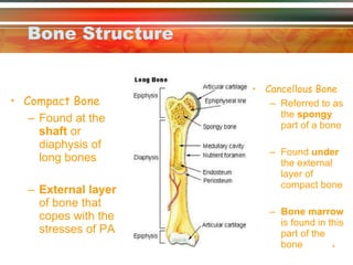 Principles of a+p 1112 session 3 function and classification of bones | PPT