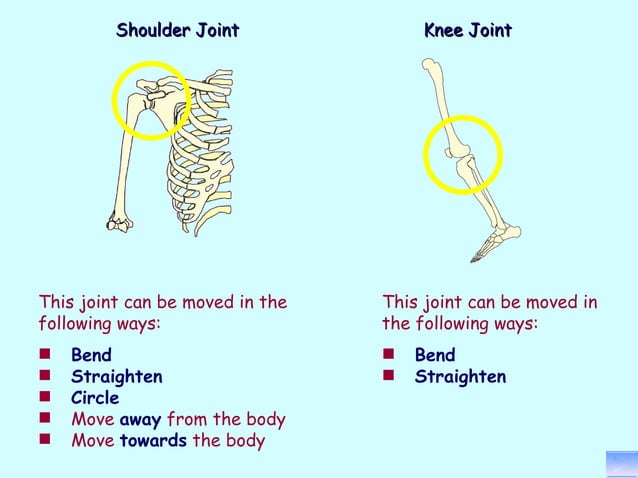 Principles of a+p 1112 session 5 - joints (structure) | PPT
