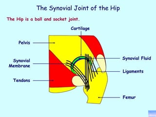 Principles of a+p 1112 session 5 - joints (structure) | PPT