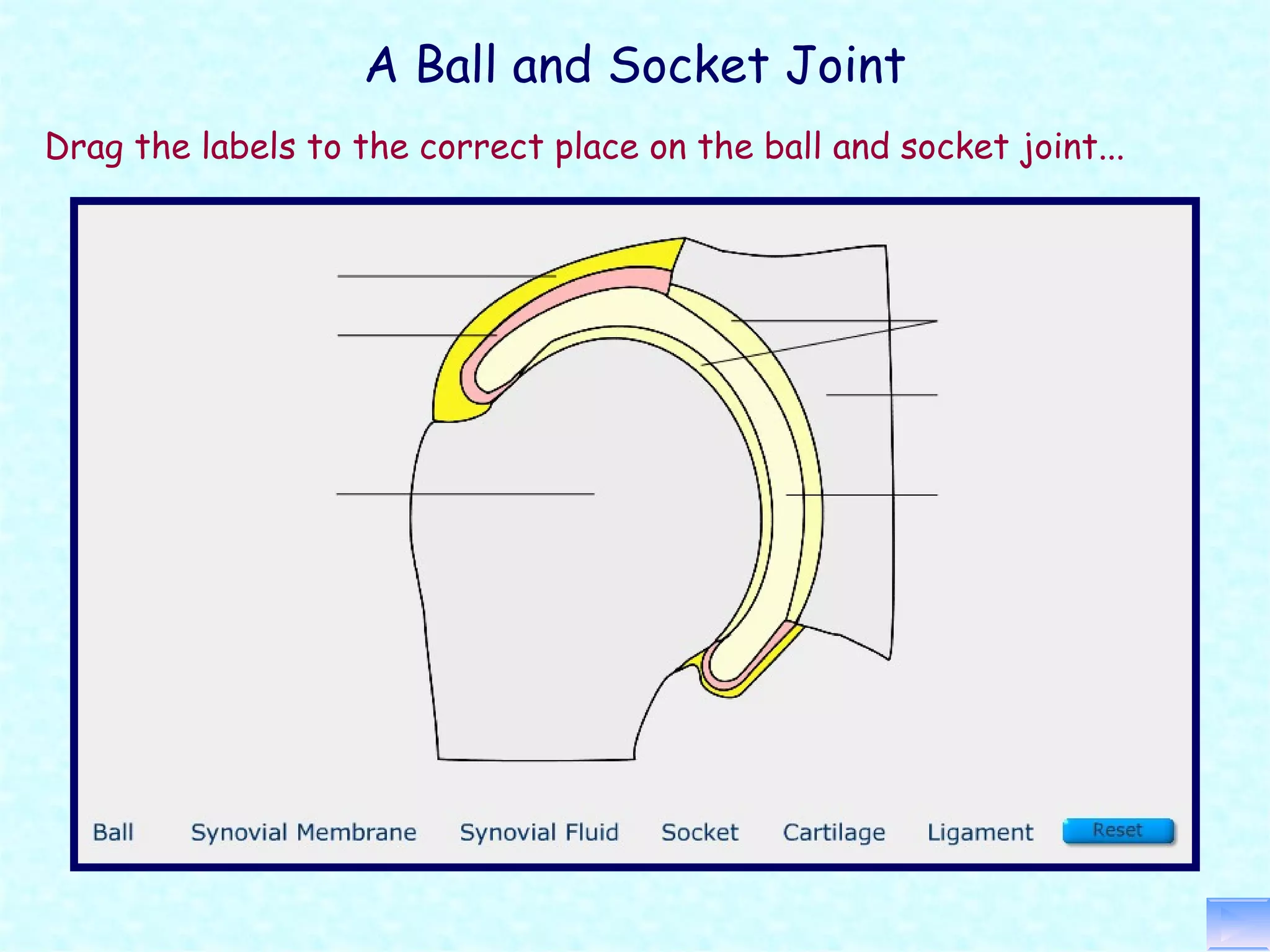 Principles of a+p 1112 session 6 - joints (function) | PPT