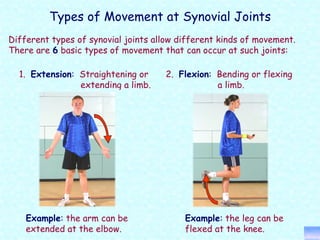 Principles of a+p 1112 session 6 - joints (function) | PPT