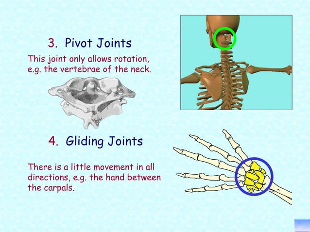 Principles of a+p 1112 session 6 - joints (function) | PPT