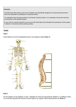 Principles of a+p in sport 1112 ass 1 skeletal system | DOC