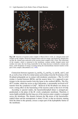 Principles of bioenergetics | PDF