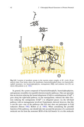 Principles of bioenergetics | PDF