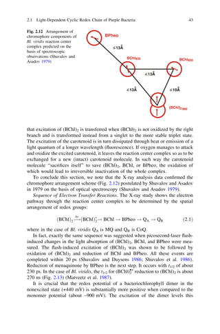 Principles of bioenergetics | PDF