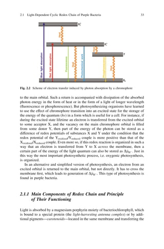 Principles of bioenergetics | PDF