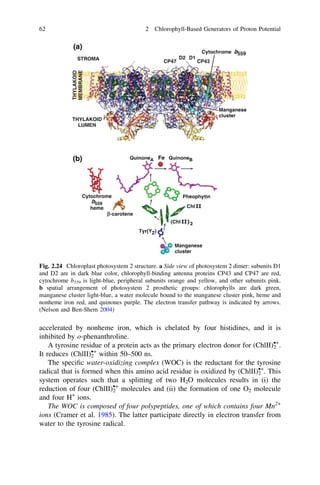 Principles of bioenergetics | PDF