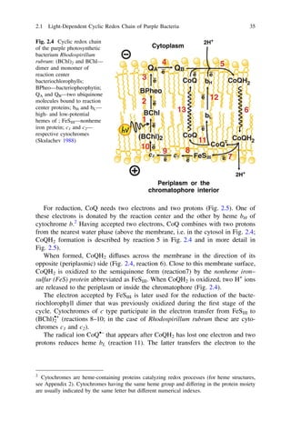 Principles of bioenergetics | PDF