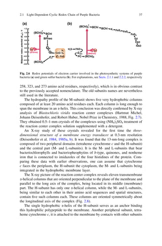 Principles of bioenergetics | PDF