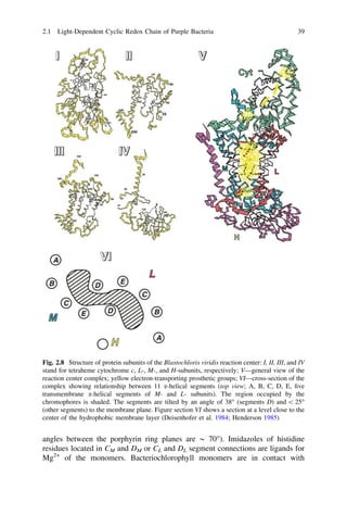 Principles of bioenergetics | PDF