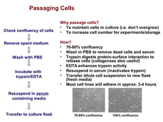 Principles of cell culture | PPT