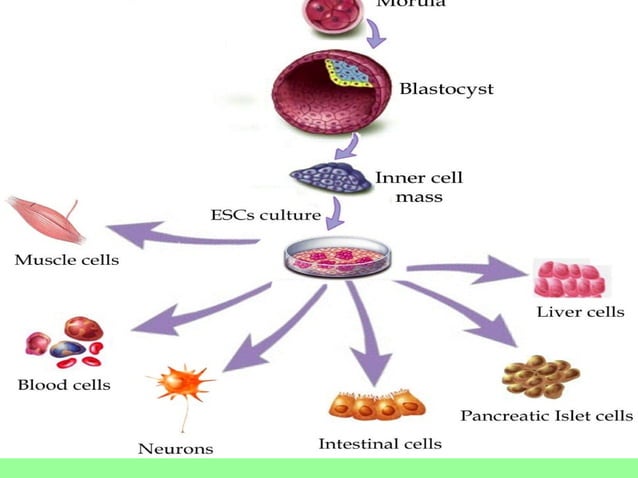Introduction to cell culture techniques | PPT