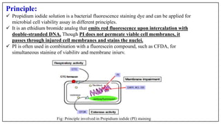 Principles of cell viability assays by surendra.pptx