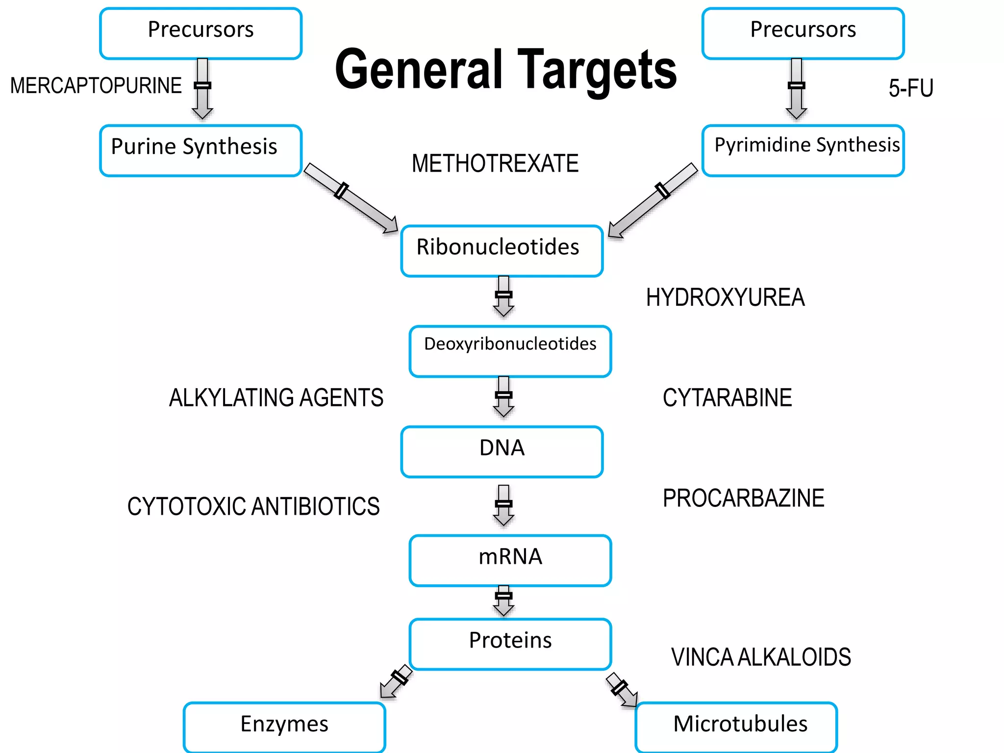 Principles of chemotherapy | PPTX