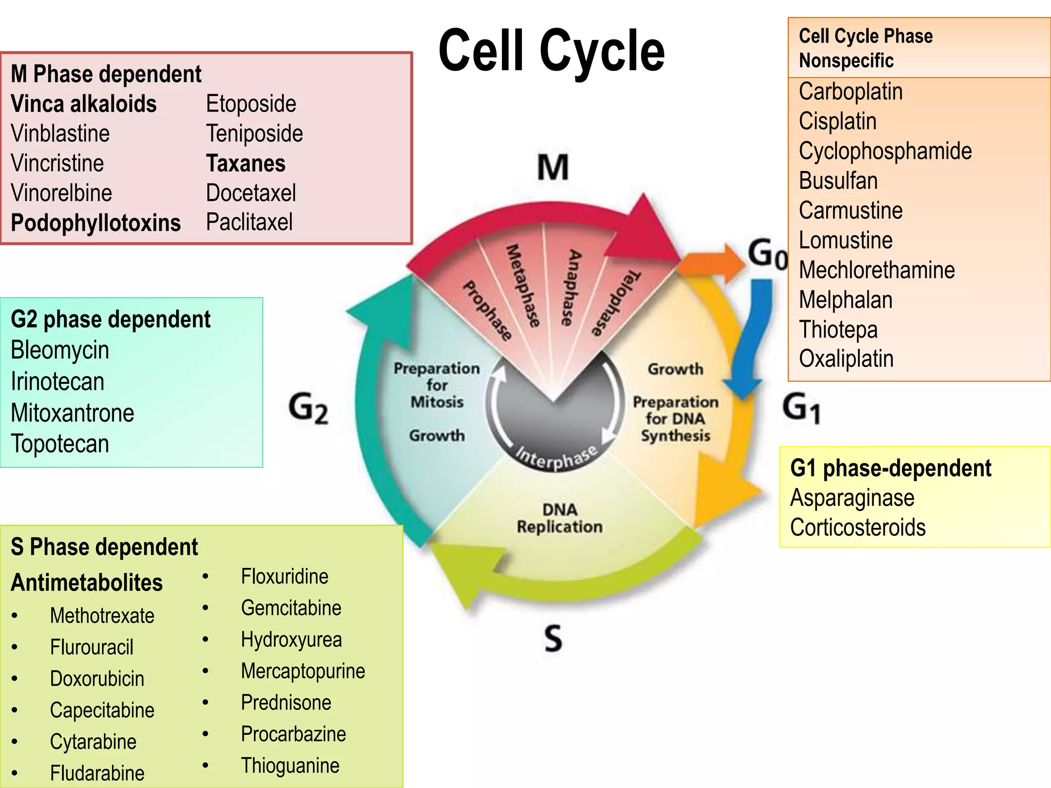 Principles of chemotherapy | PPTX