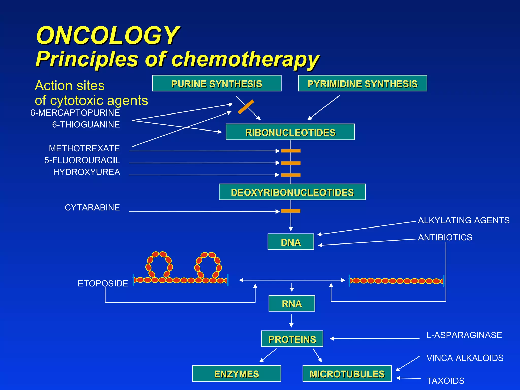 Principles Of Chemotherapy | PPT