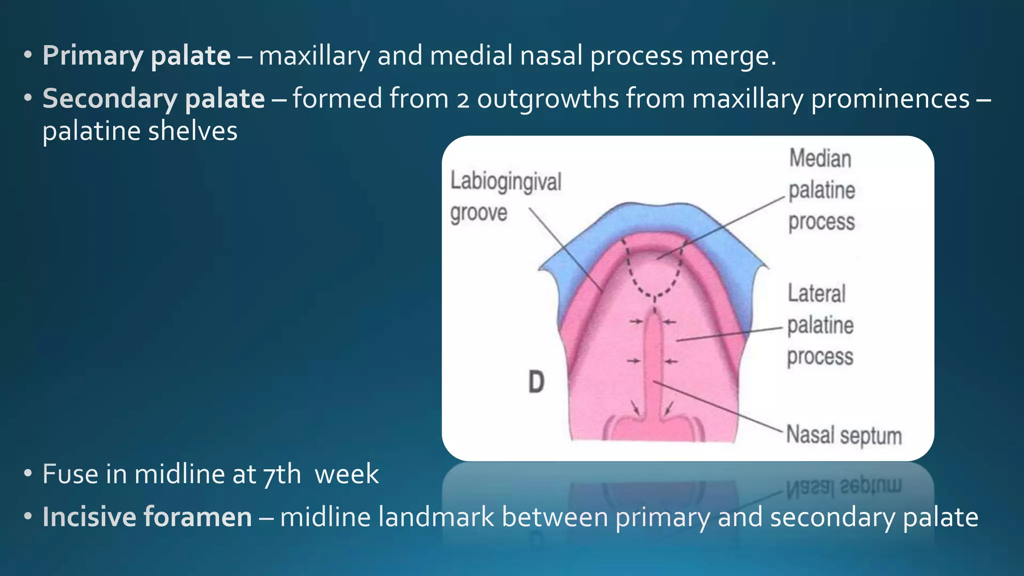 Principles of cleft lip and palate formation | PPTX
