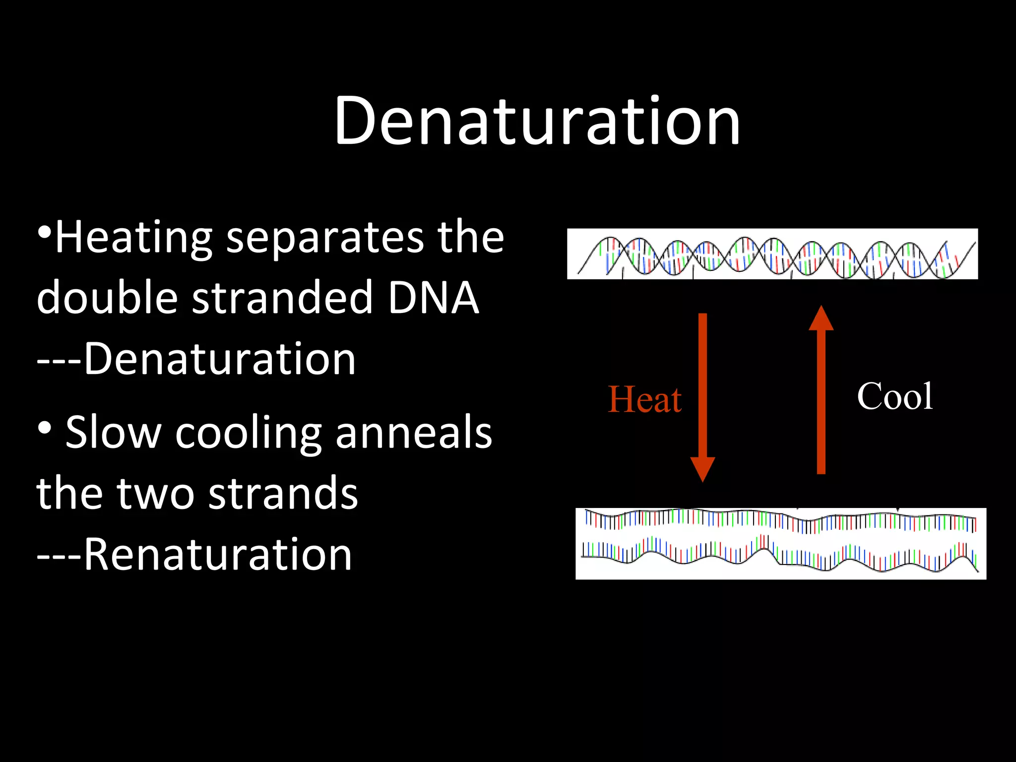 Principles of DNA isolation, PCR and LAMP | PPT
