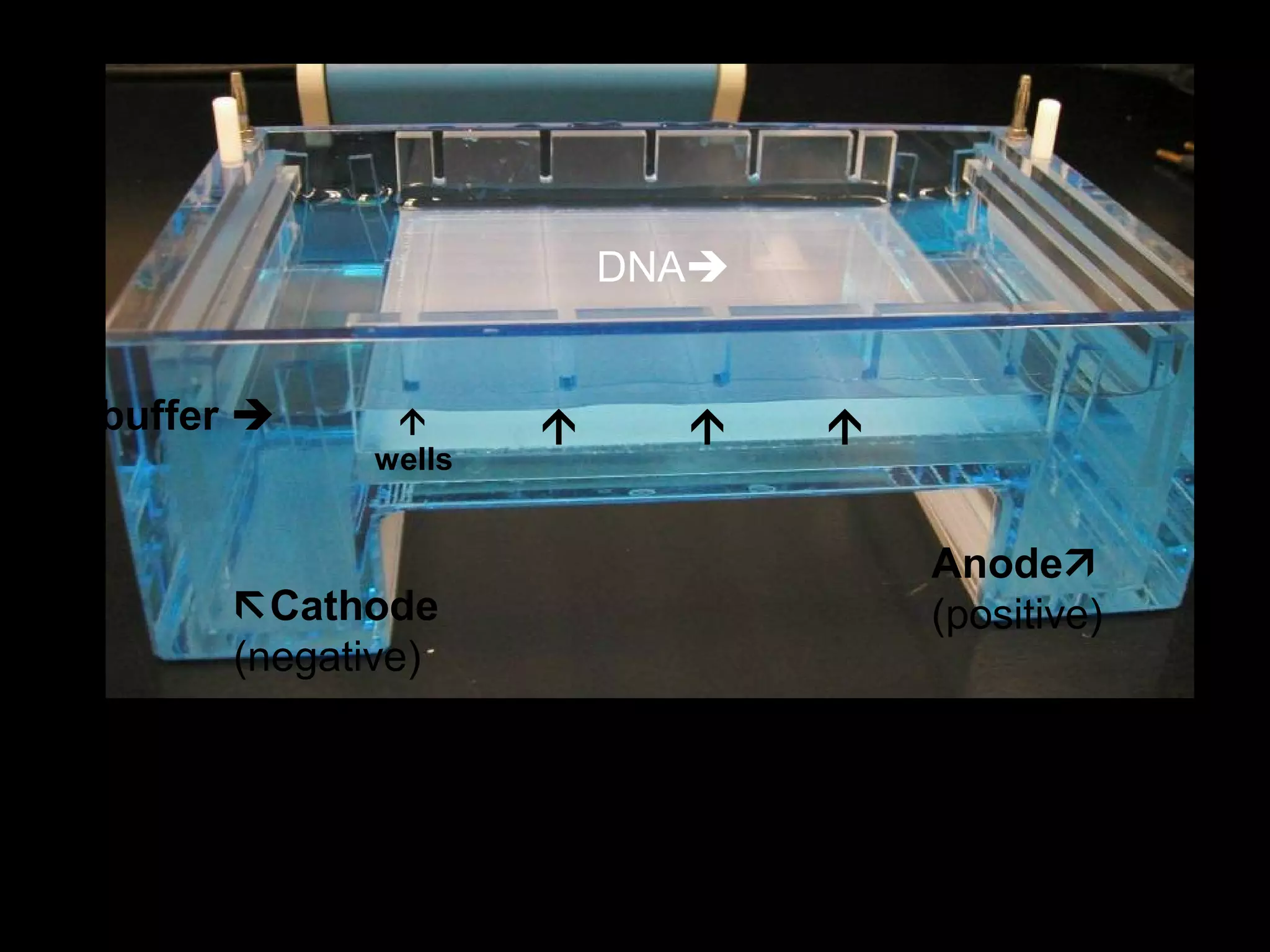 Principles of DNA isolation, PCR and LAMP | PPT