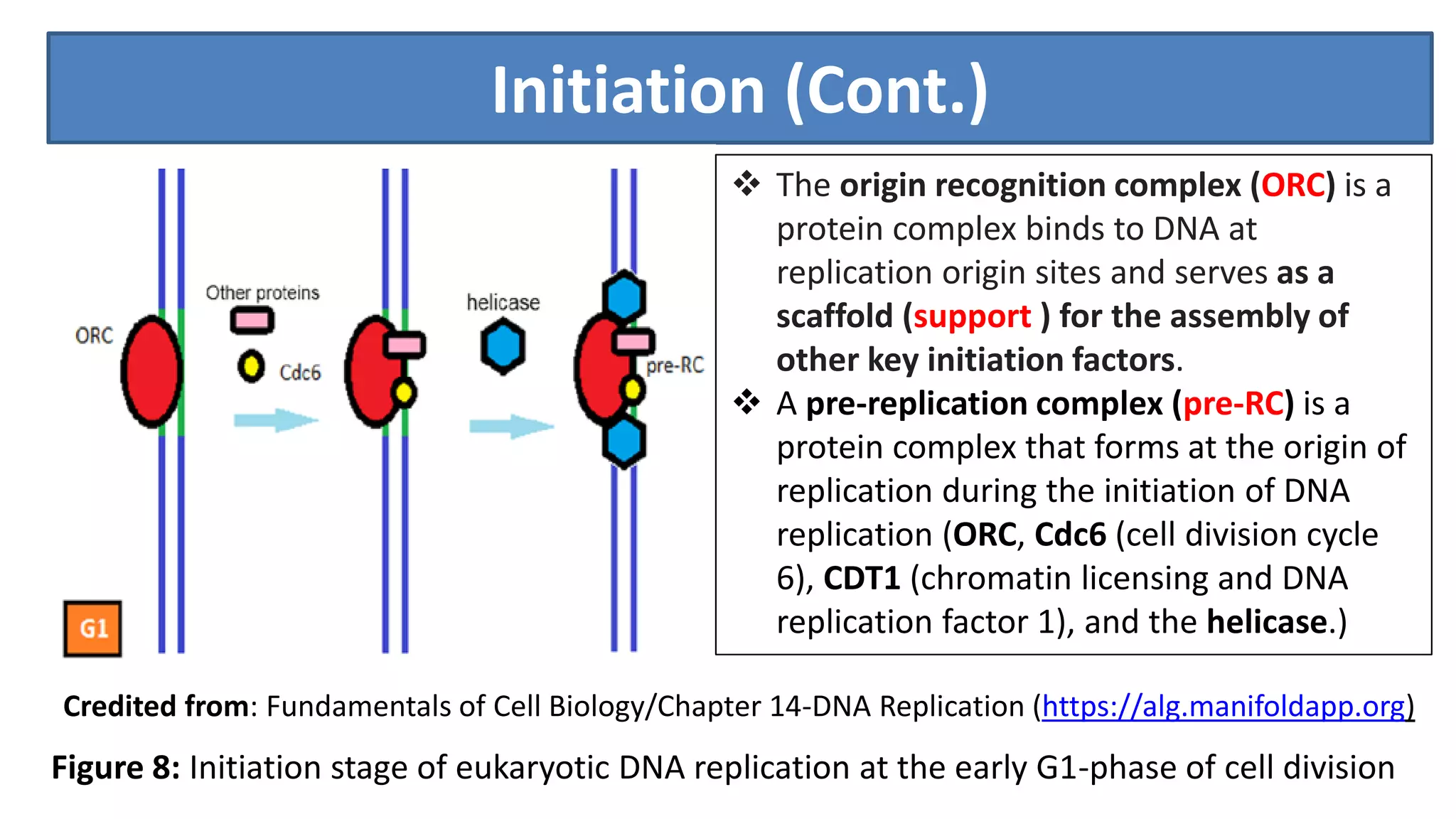 Principles of DNA Structure, Replication and how it affects Plant ...