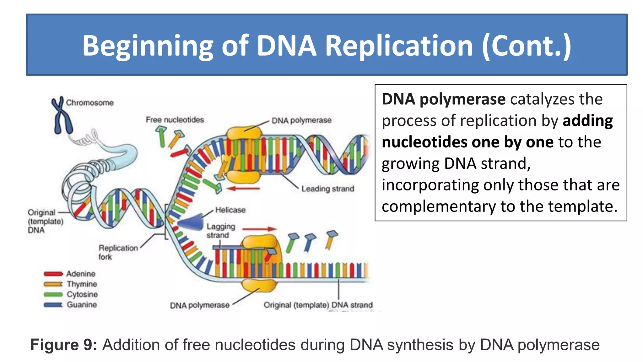 Principles Of Dna Structure Replication And How It Affects Plant