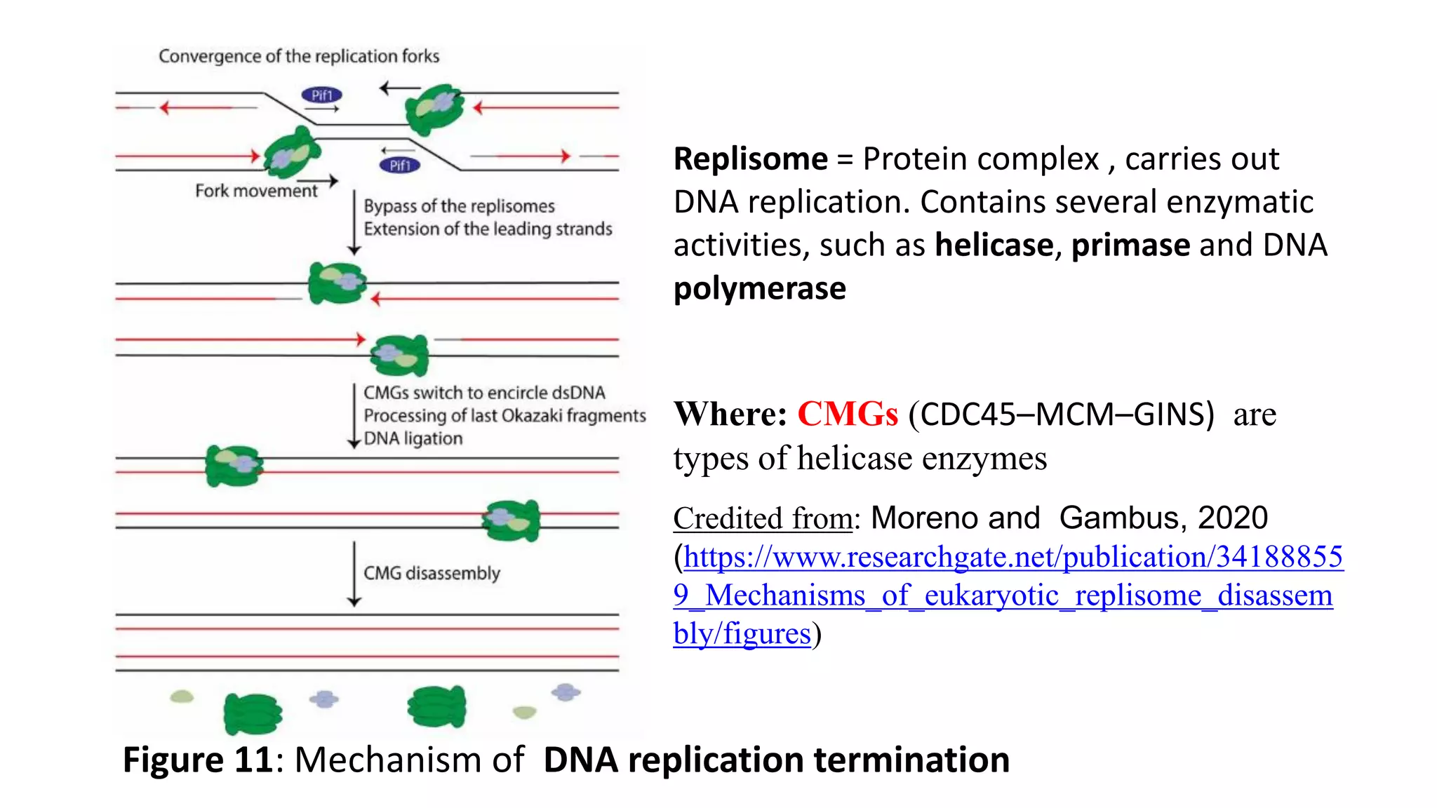 Principles of DNA Structure, Replication and how it affects Plant ...