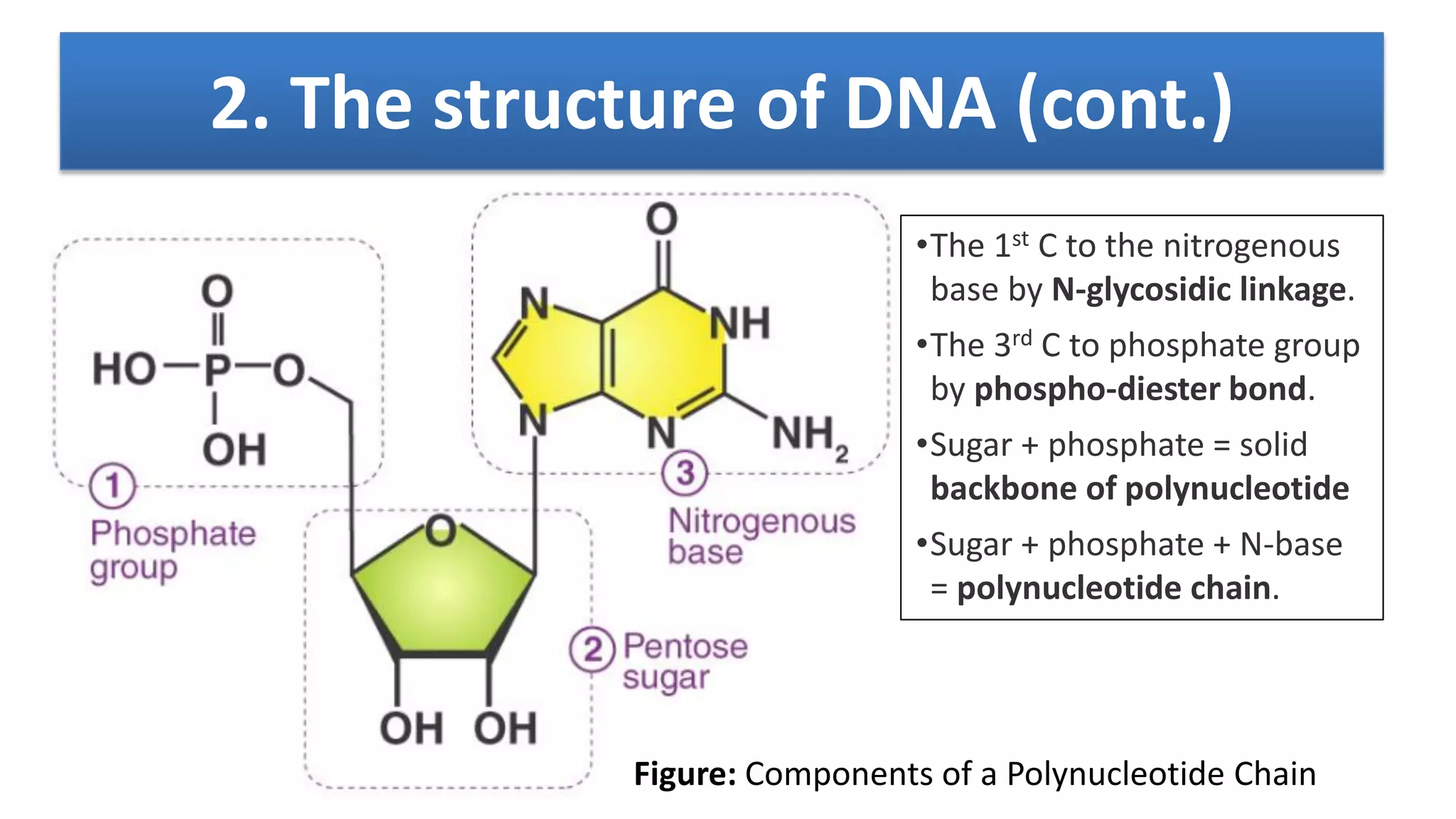 Principles of DNA Structure, Replication and how it affects Plant ...