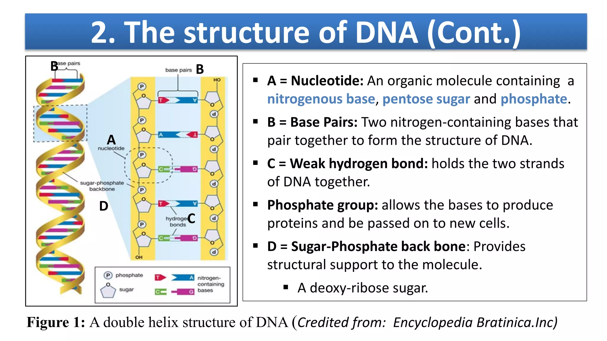 Principles of DNA Structure, Replication and how it affects Plant ...